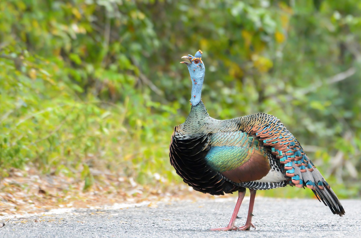 ML613055167 - Ocellated Turkey - Macaulay Library