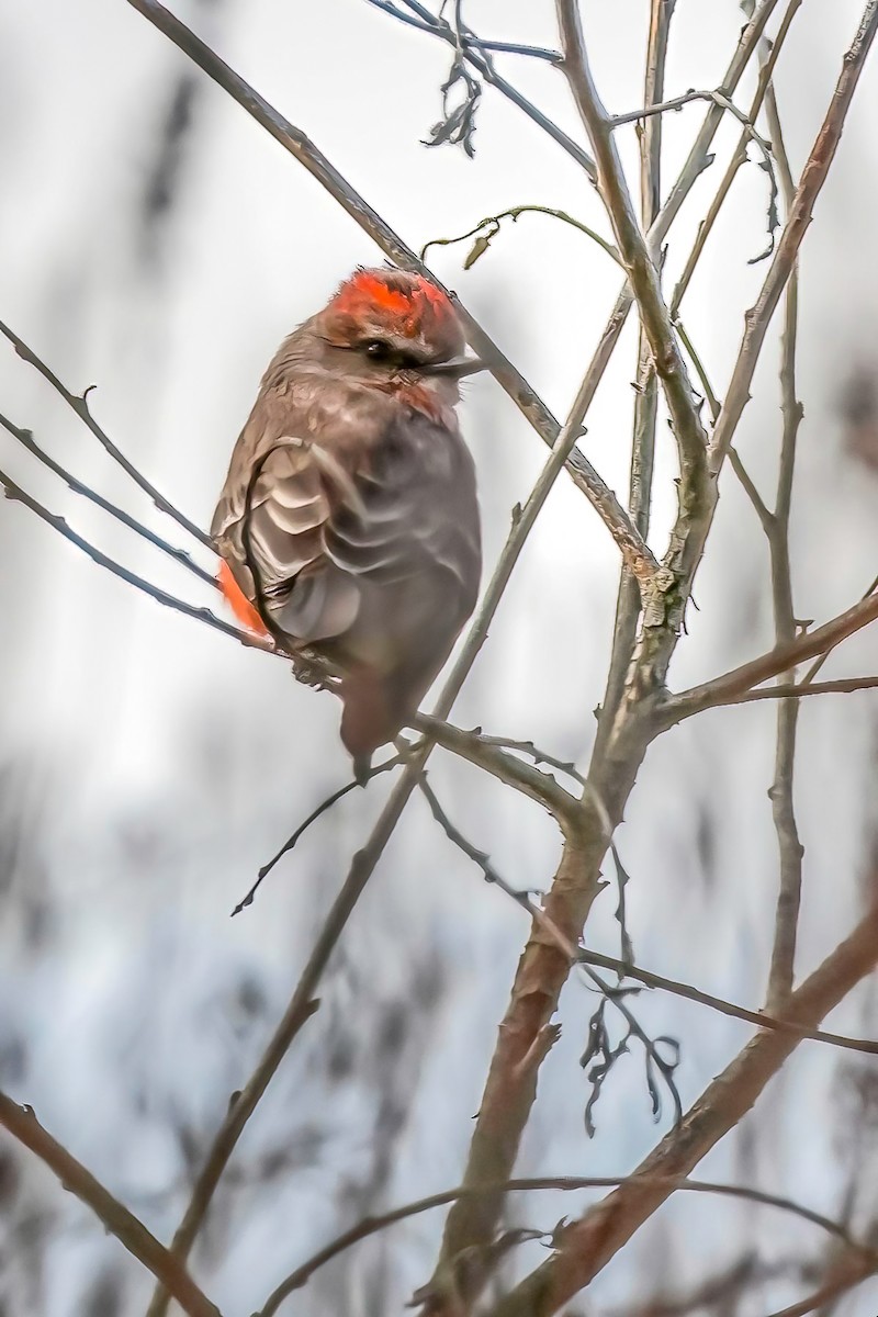 eBird Checklist - 1 Jan 2024 - Burrage Pond WMA - 1 species