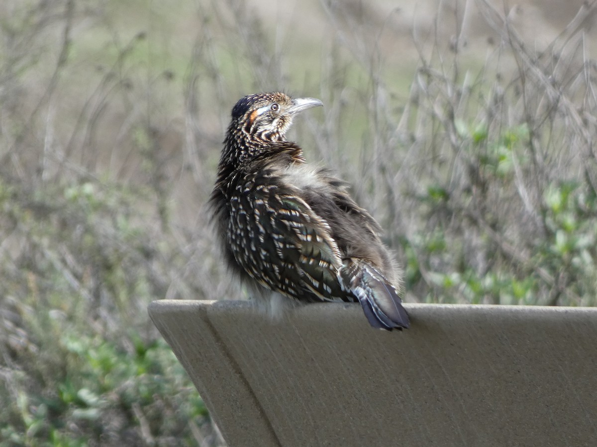 eBird Checklist - 4 Jan 2024 - IRWD San Joaquin Marsh & Wildlife ...