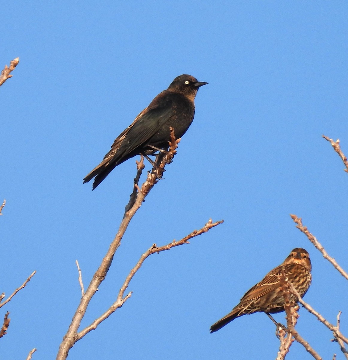 eBird Checklist - 4 Jan 2024 - Benbrook Lake--Westcreek Circle - 20 species