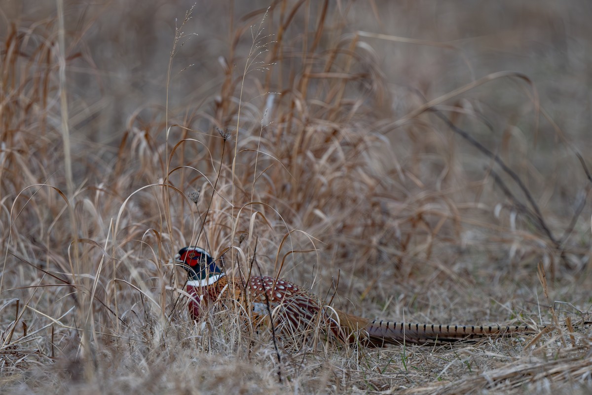 eBird Checklist - 4 Jan 2024 - Killdeer Plains Wildlife Area (Wyandot ...