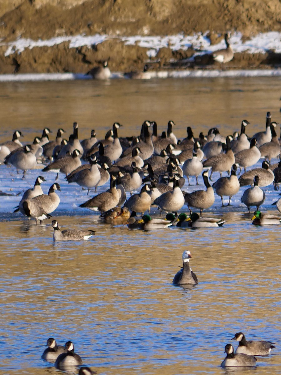 eBird Checklist - 5 Jan 2024 - Medicine Hat--Police Point Park - 10 species