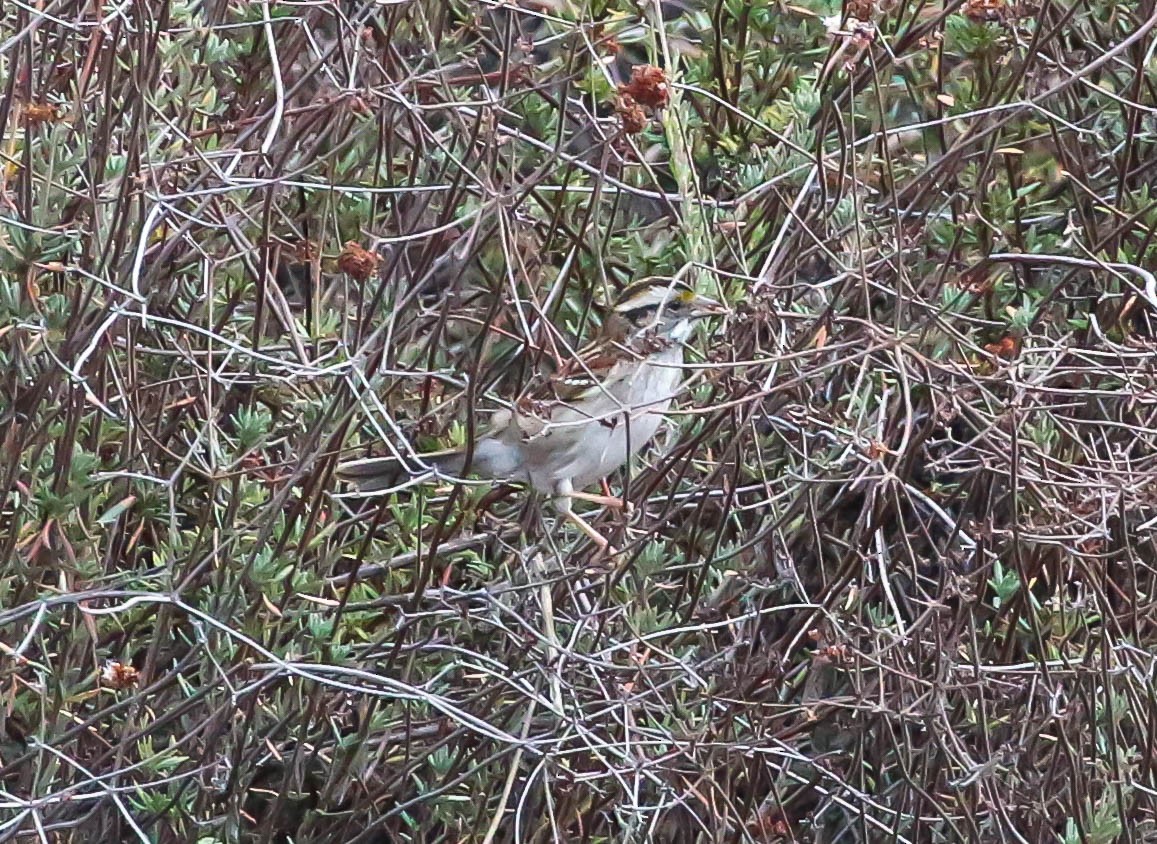 eBird Checklist - 5 Jan 2024 - Sycamore Canyon (Whittier, CA) - 5 species