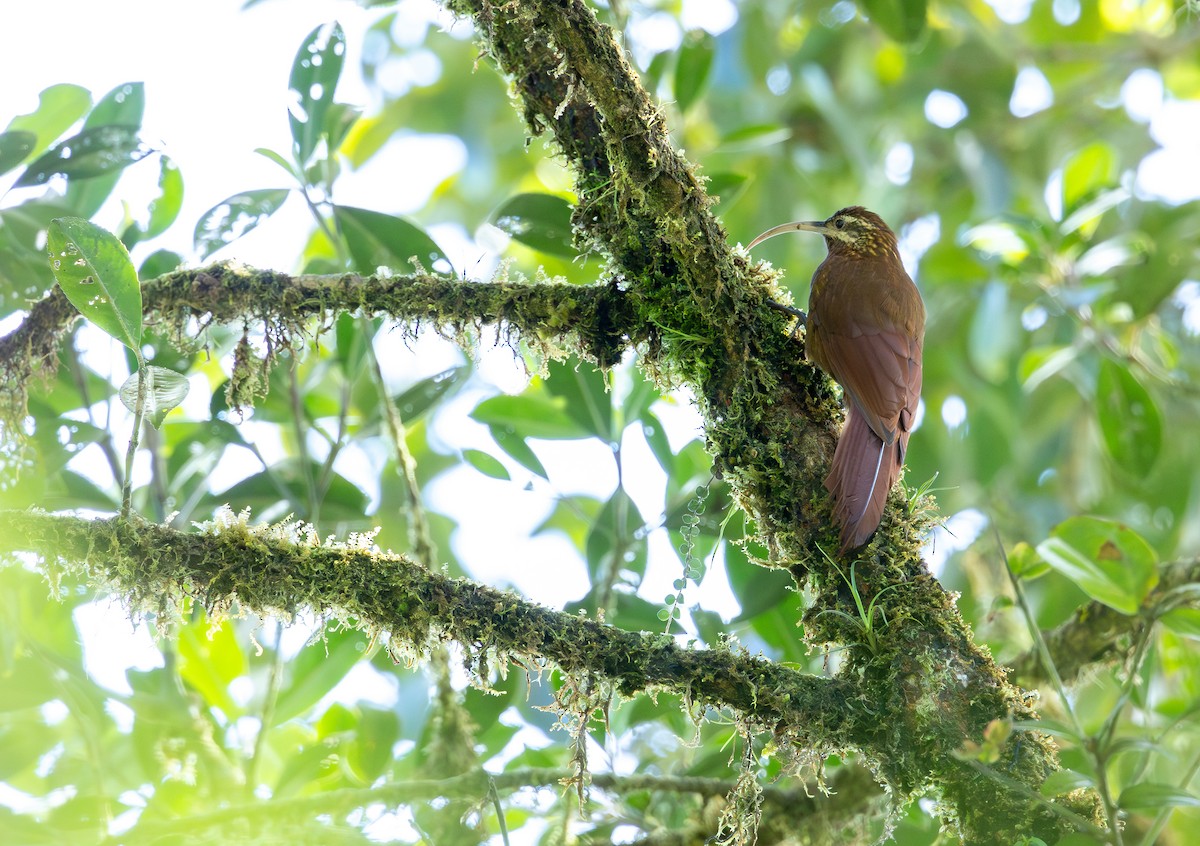 ML613168504 - Greater Scythebill - Macaulay Library