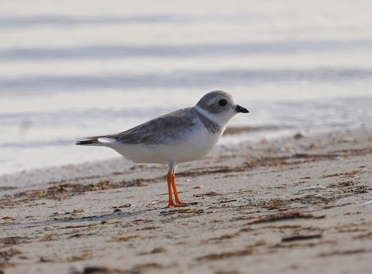 eBird Checklist - 3 Dec 2023 - Disappearing Island - 48 species