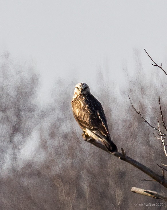 eBird Checklist - 5 Jan 2024 - Burlington County Fairgrounds, Mount ...