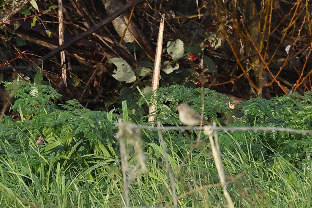eBird Checklist - 3 Jan 2024 - Arcata Bottoms--Mad River Rd. dairy - 13 ...