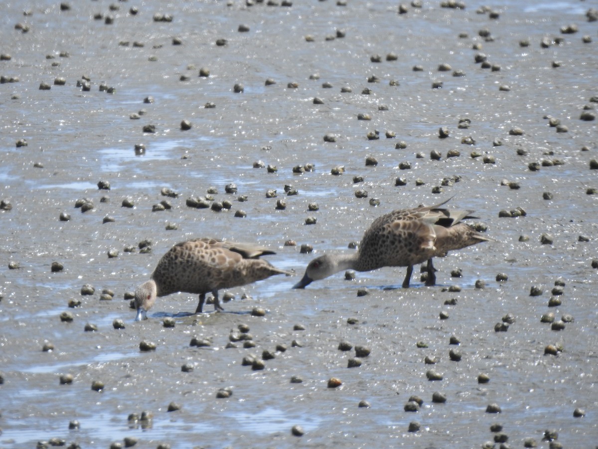 eBird Checklist - 7 Dec 2023 - Foxton estuary boardwalk - 17 species