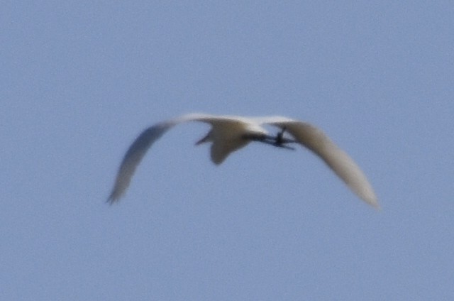 eBird Checklist - 6 Jan 2024 - Lee Kay Ponds - 26 species