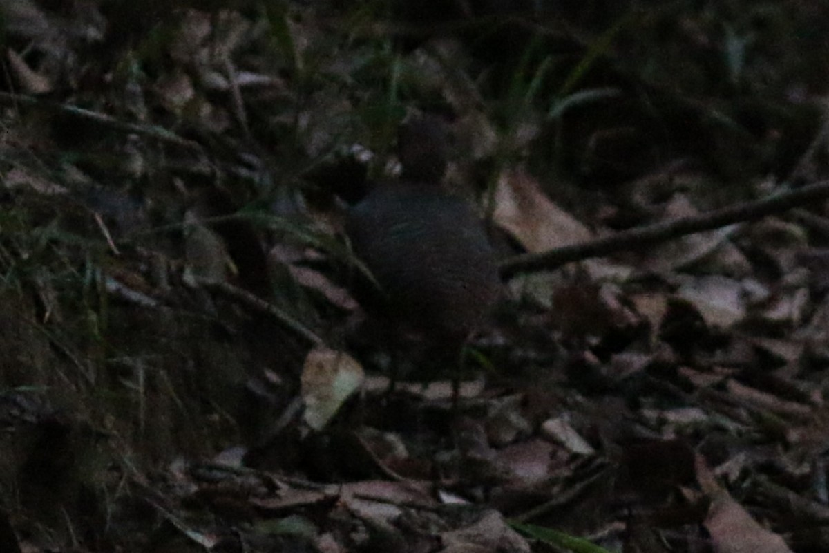 Rusty Tinamou - Crypturellus brevirostris - Media Search - Macaulay ...