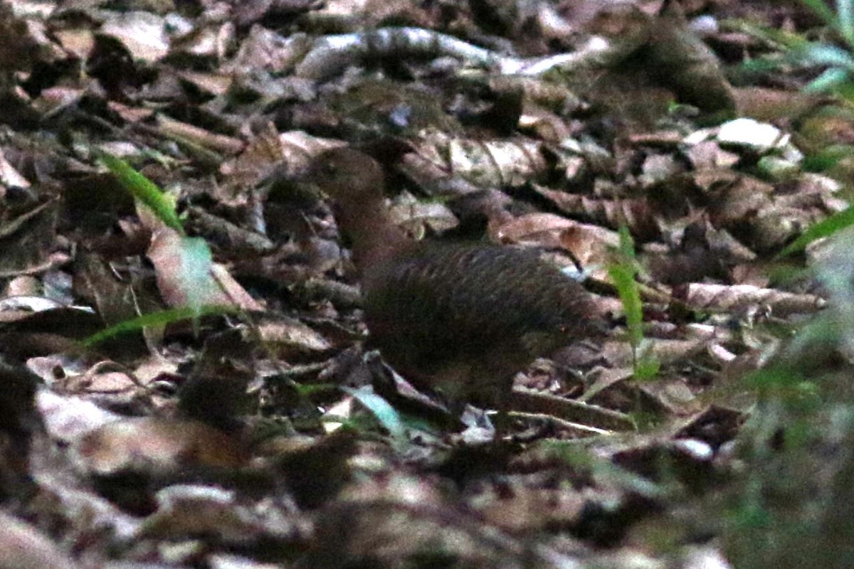 Rusty Tinamou - Crypturellus brevirostris - Media Search - Macaulay ...