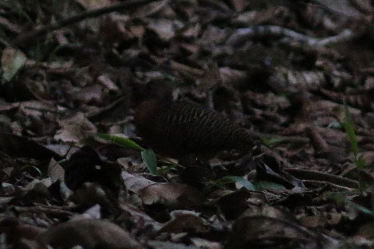 Rusty Tinamou - Crypturellus brevirostris - Media Search - Macaulay ...
