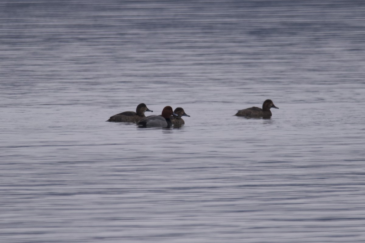 eBird Checklist - 6 Jan 2024 - Lake Gage - 10 species