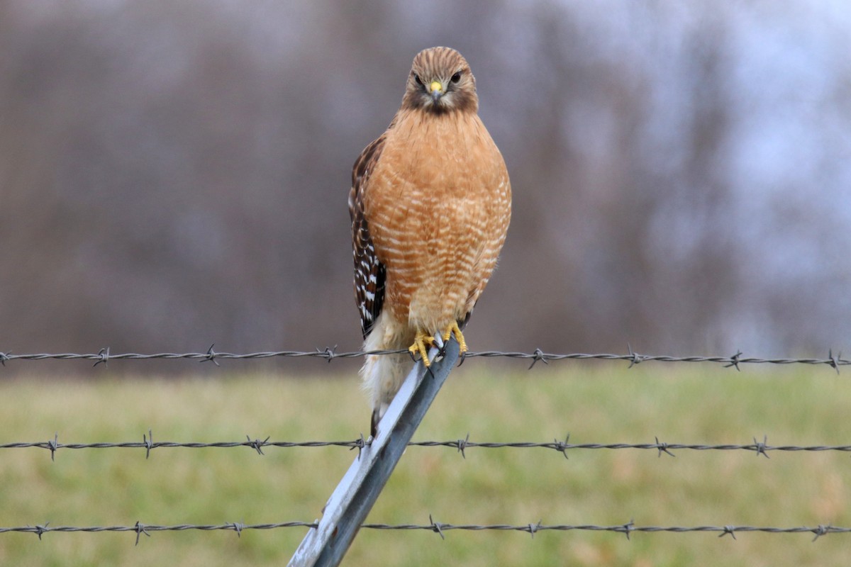 eBird Checklist - 4 Jan 2024 - Primient, Decatur - 1 species