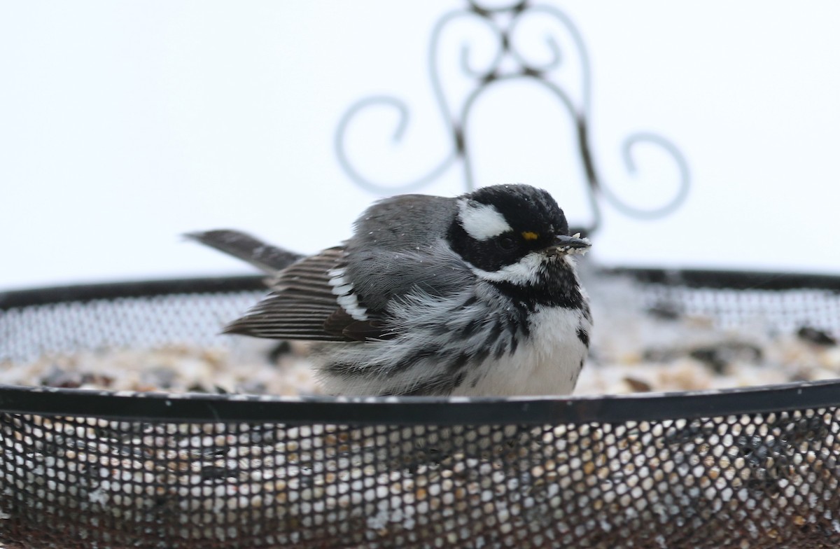 eBird Checklist - 7 Jan 2024 - 66 Mountain Spring Rd, Tolland US-CT 41. ...