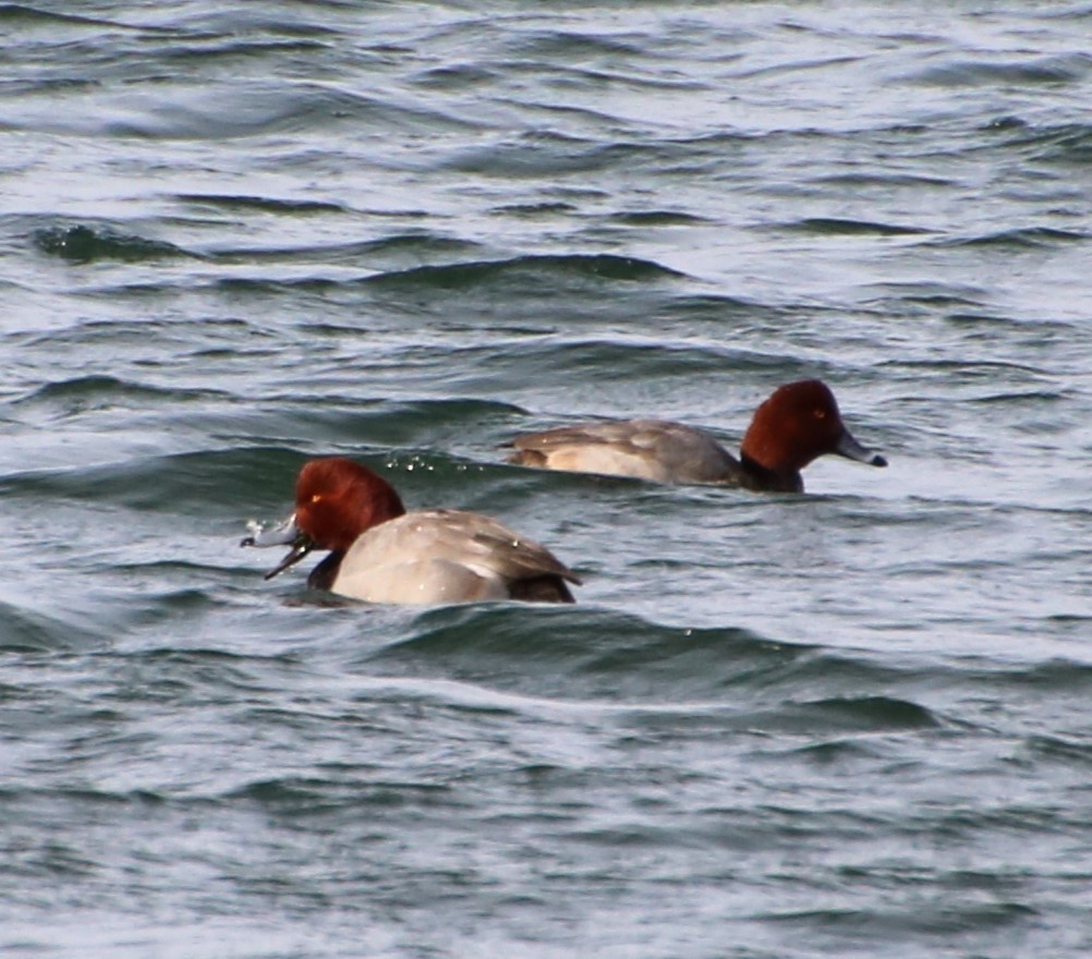 eBird Checklist - 7 Jan 2024 - Lake De Smet - 4 species
