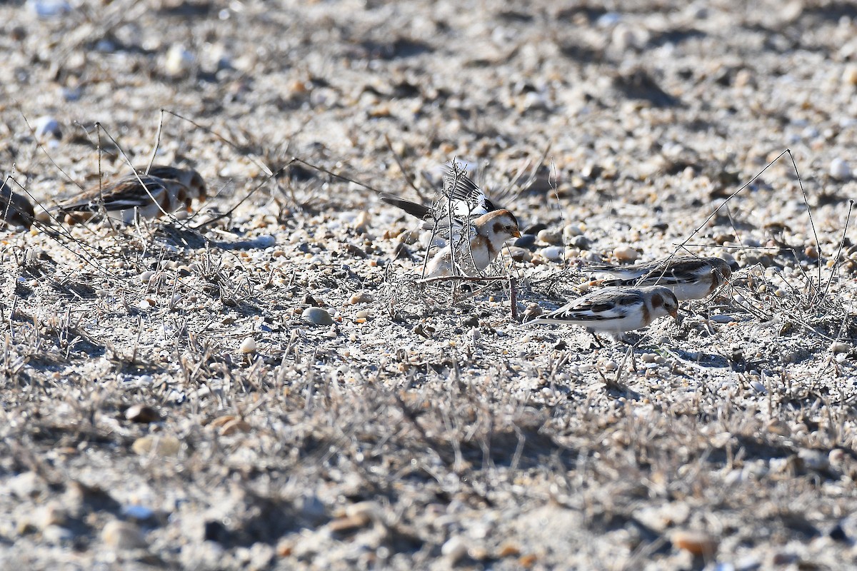 eBird Checklist - 7 Jan 2024 - Fowler Beach - 15 species