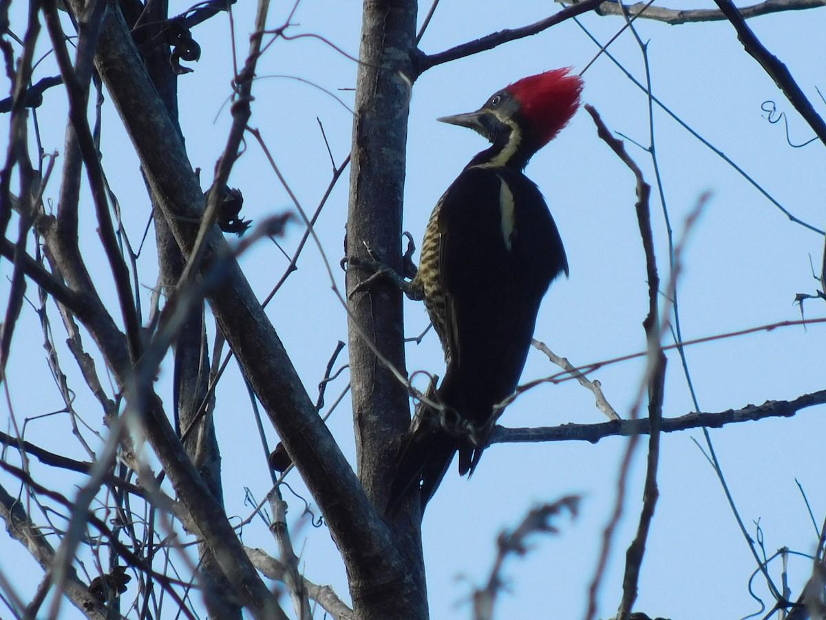 eBird Checklist - 7 Jan 2024 - Lomas de Peru (Lotificacion de la UNAH ...