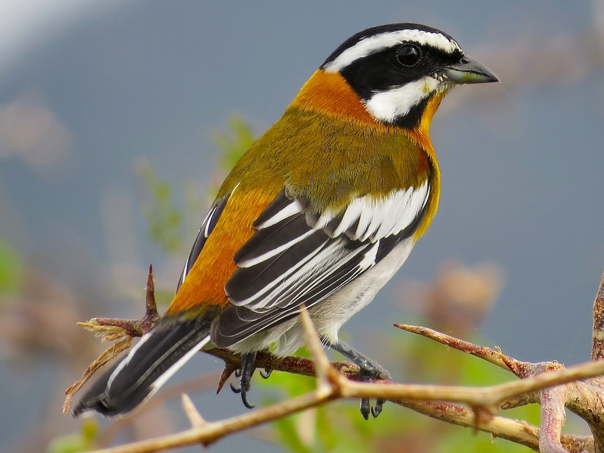 Western Spindalis - Spindalis zena - Birds of the World