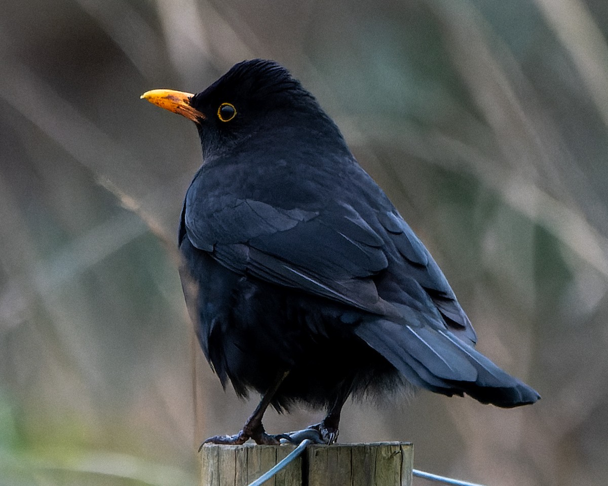 Eurasian Blackbird - Turdus merula - Buscar multimedia Macaulay Library y eBird