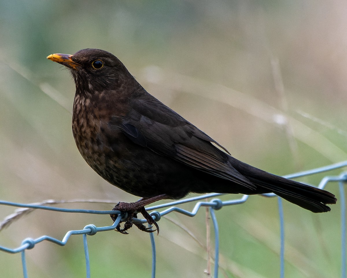 Eurasian Blackbird - Turdus merula - Buscar multimedia Macaulay Library y eBird