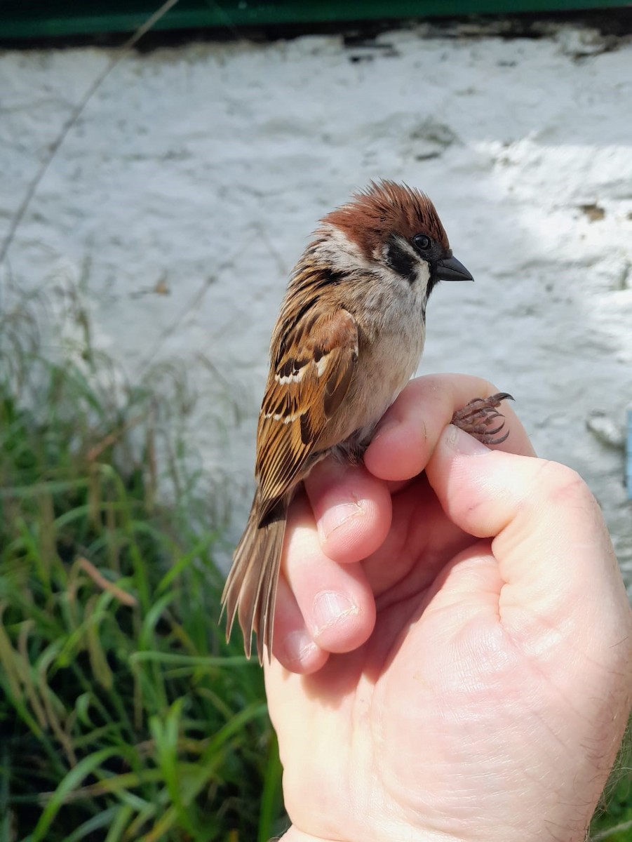 eBird Checklist - 3 May 2023 - Calf of Man - 1 species