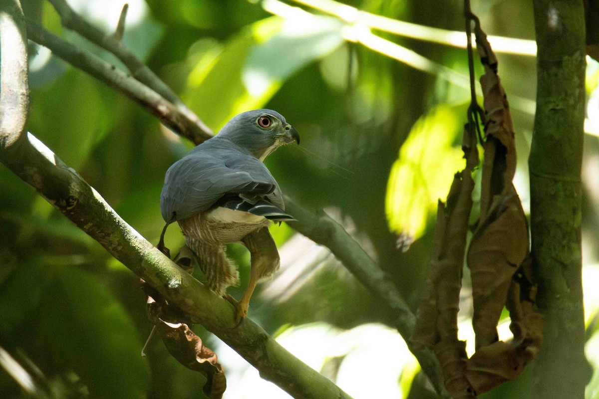 ML613280628 - Tiny Hawk - Macaulay Library