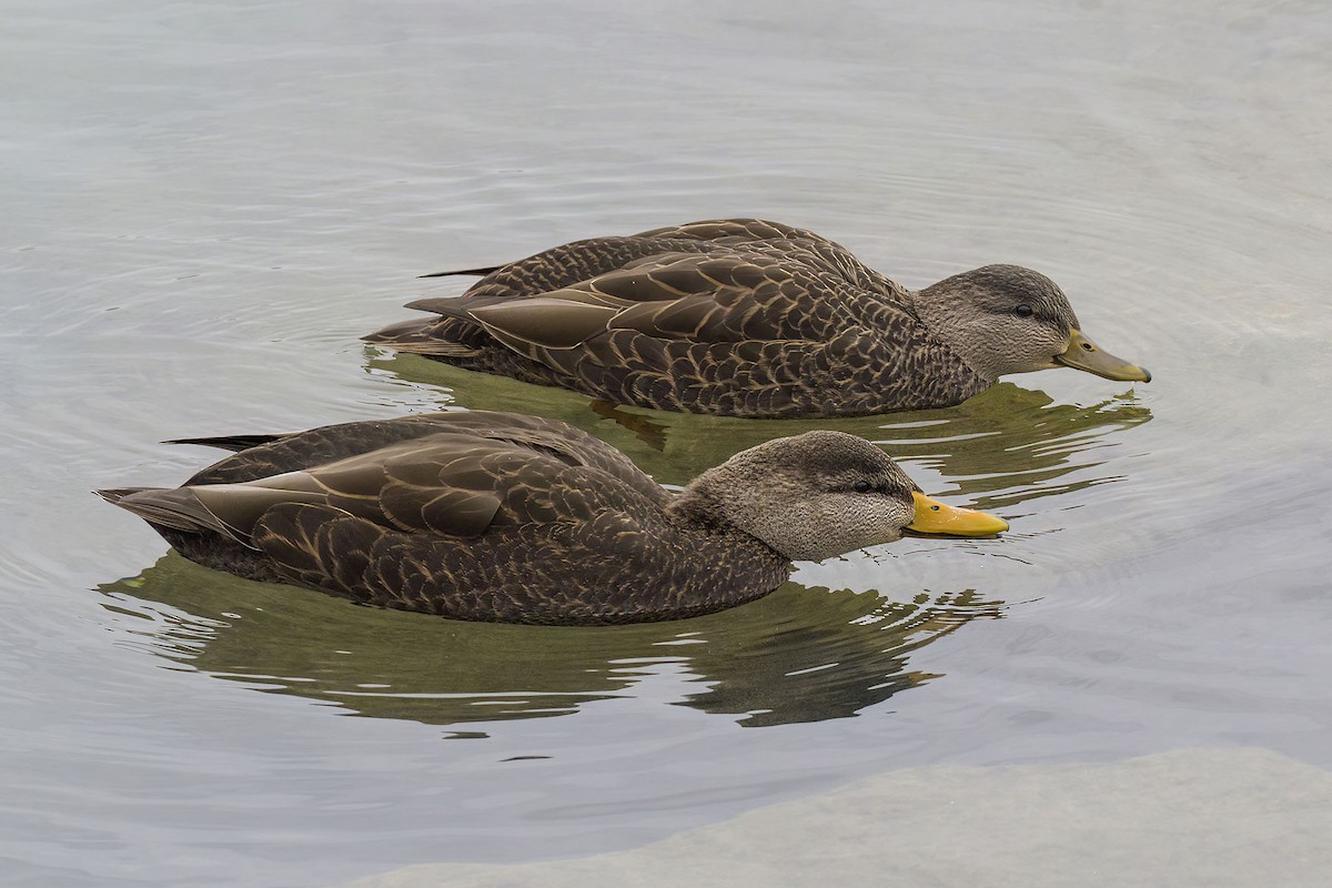 ML613284333 - American Black Duck - Macaulay Library
