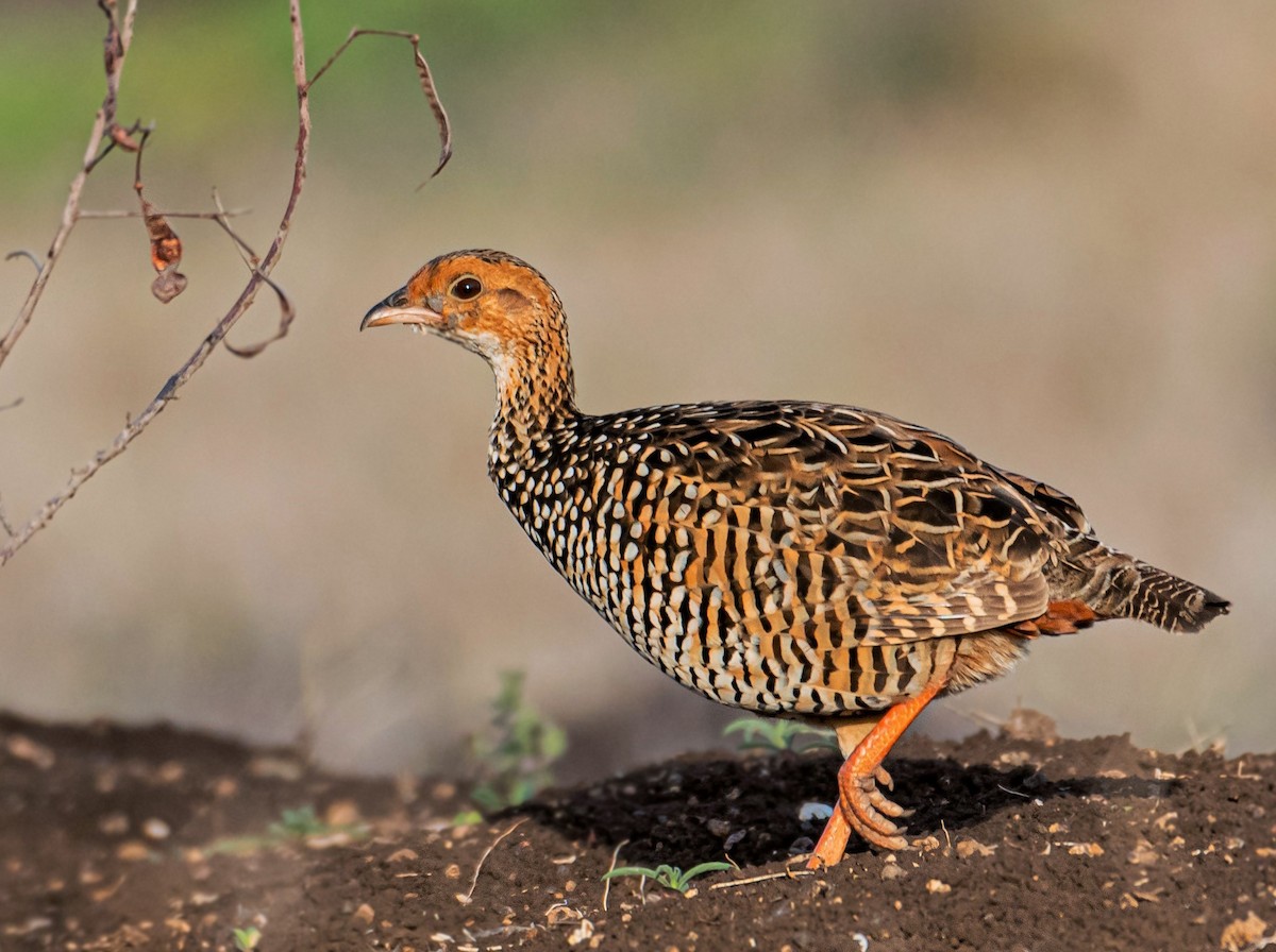 ML613310416 - Painted Francolin - Macaulay Library