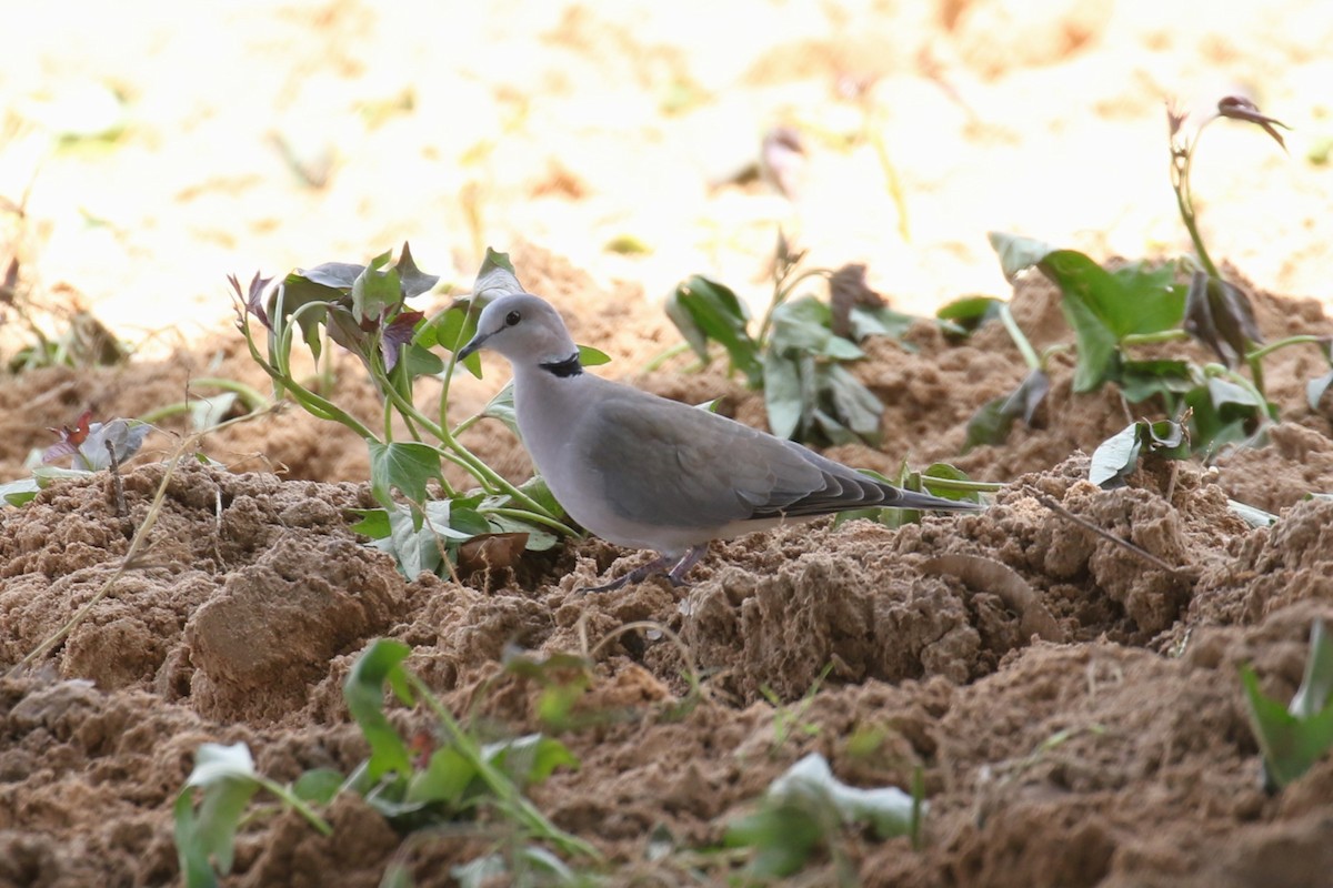eBird Checklist - 28 Mar 2022 - Bukene Station (MGR) - 16 species