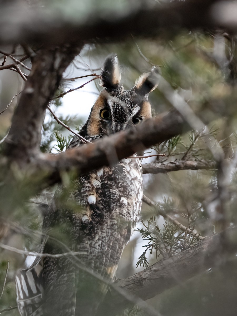 ML613315736 - Long-eared Owl - Macaulay Library
