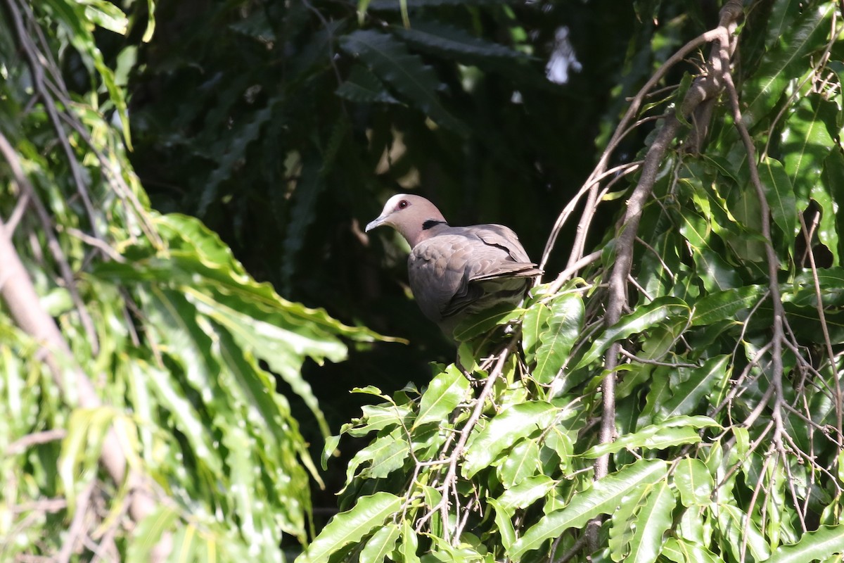 eBird Checklist - 29 Mar 2022 - Malongwe (Atlas Grid 3305B) - 17 species
