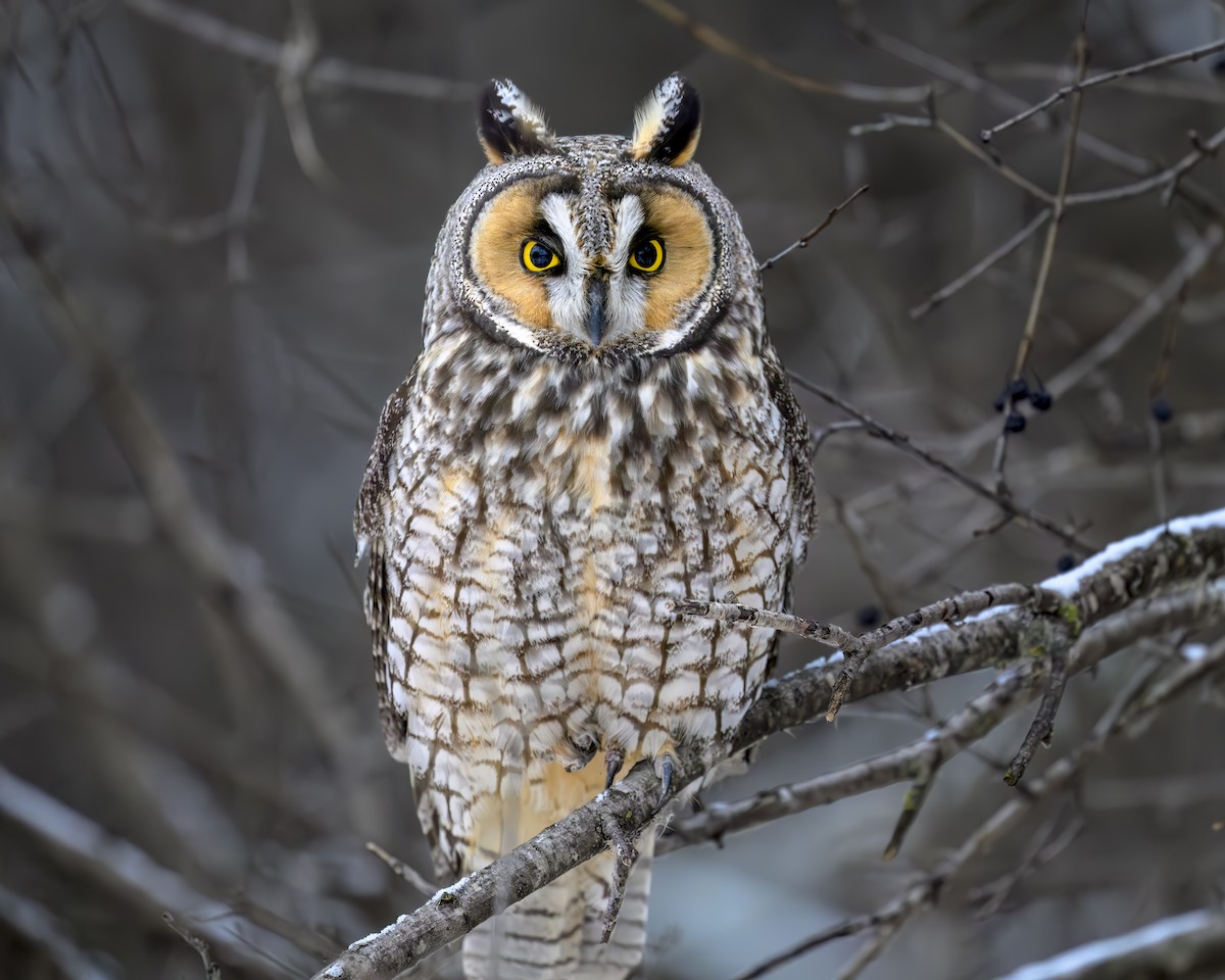 ML613345869 - Long-eared Owl - Macaulay Library