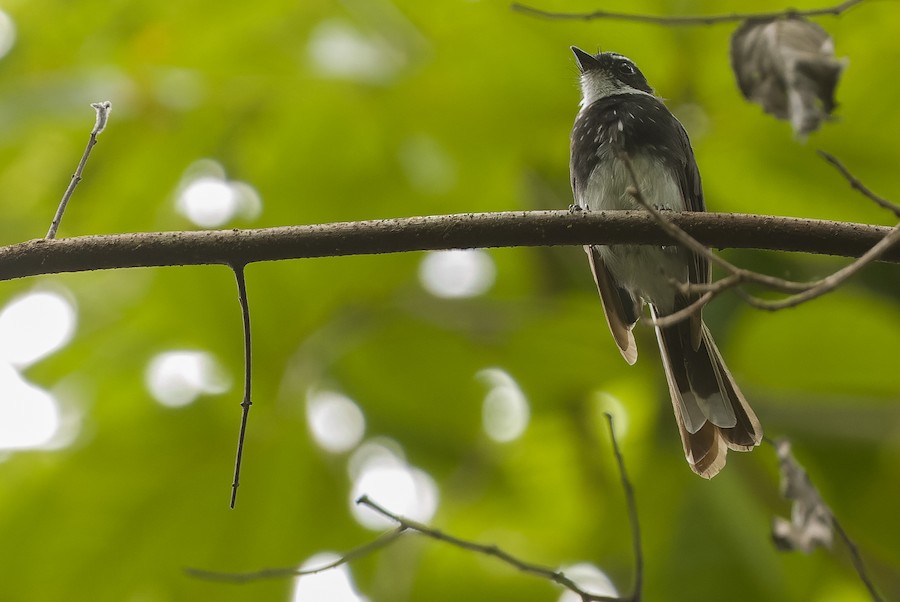 Northern Fantail (Biak) - eBird