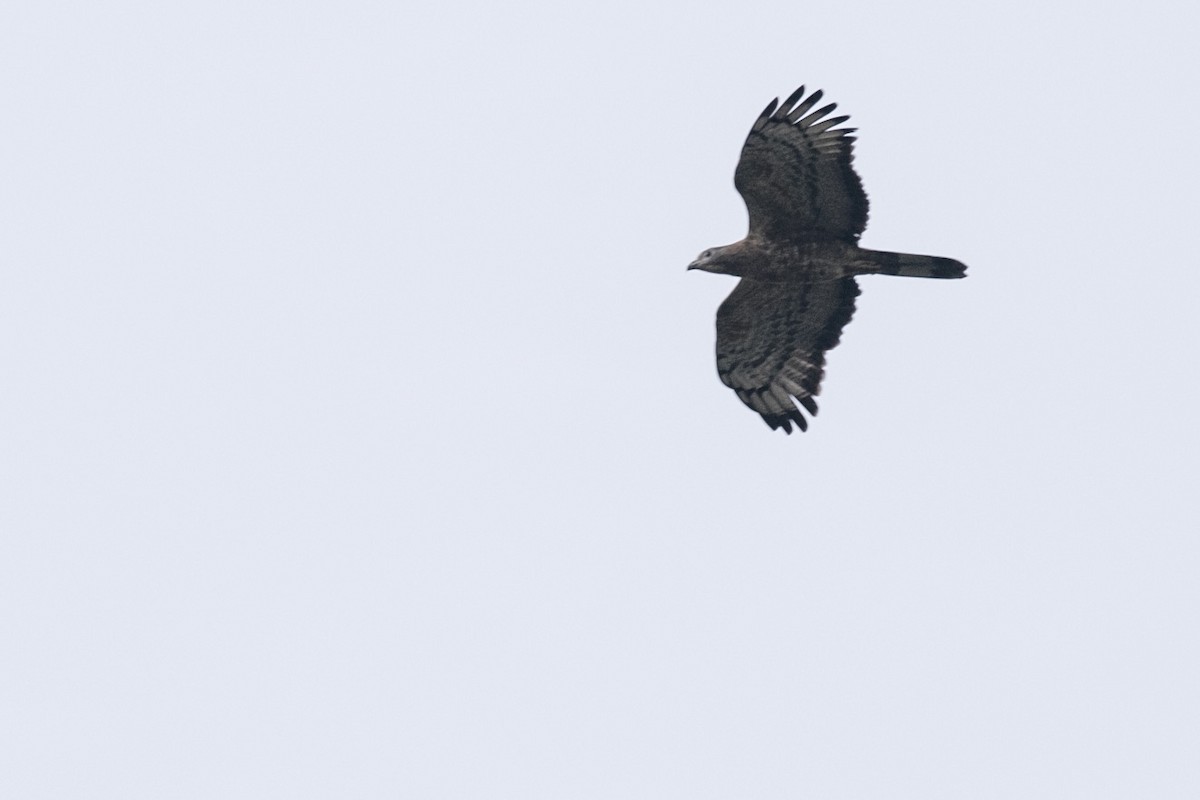 eBird Checklist - 7 Jan 2024 - Tala, Madhya Pradesh - 20 species