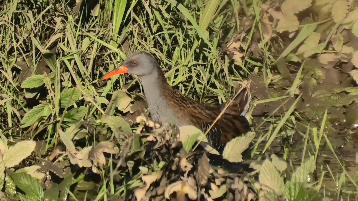 eBird Checklist - 24 Oct 2023 - Chatterley Whitfield, Staffordshire ...