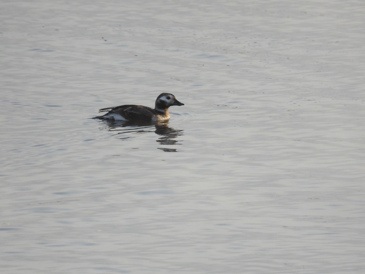 eBird Checklist - 11 Jan 2024 - Blue Lake WTP - 1 species (+1 other taxa)