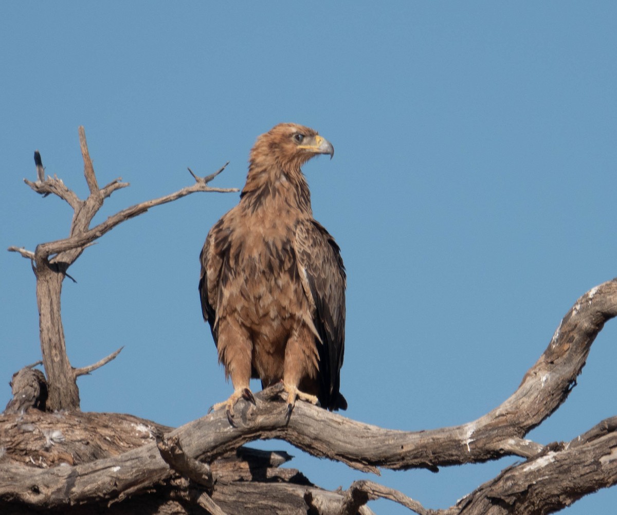 ML613408340 - Tawny Eagle - Macaulay Library