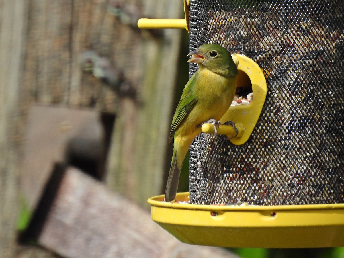 ML613420622 - Painted Bunting - Macaulay Library