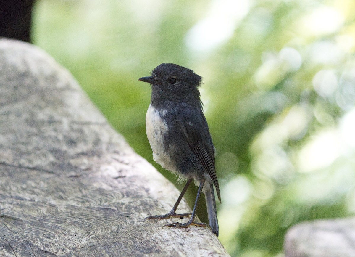 New Zealand Bird Atlas Checklist - 2 Jan 2024 - Brook Waimarama ...