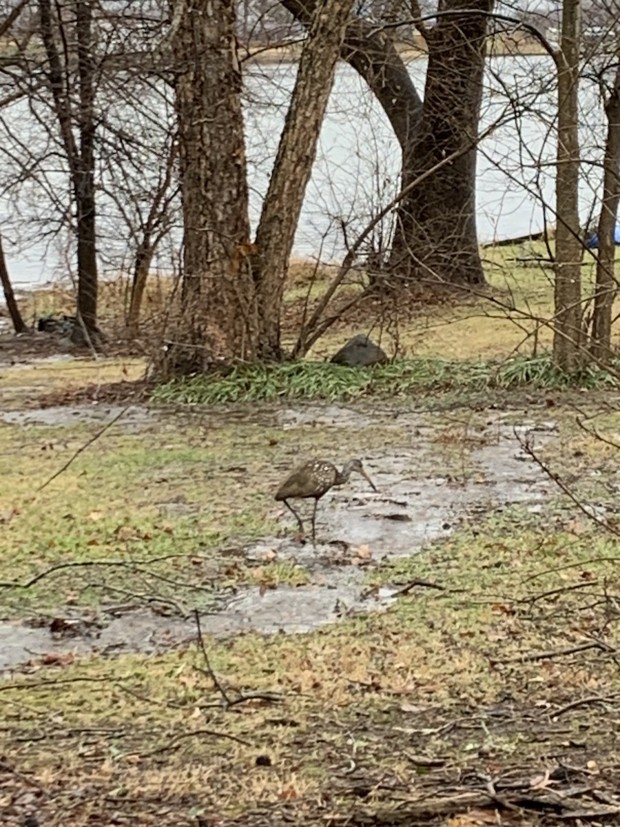 eBird Checklist - 12 Jan 2024 - Borah Lake, Olney - 1 species