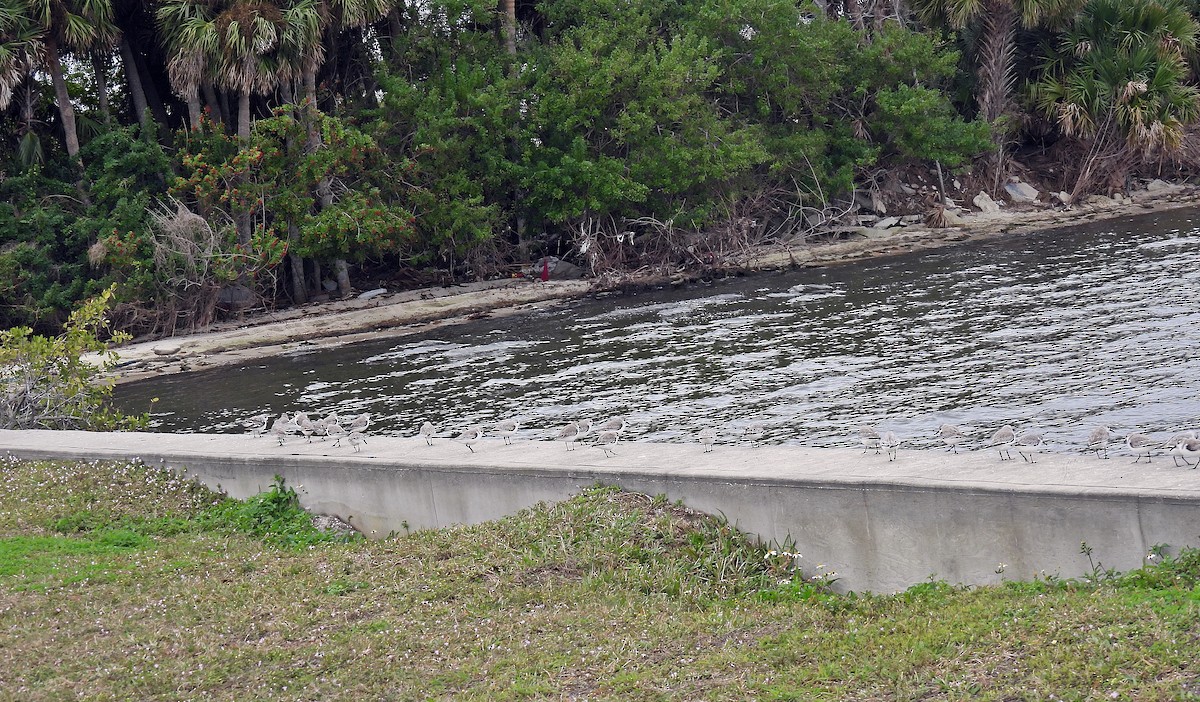 ML613460753 - Sanderling - Macaulay Library