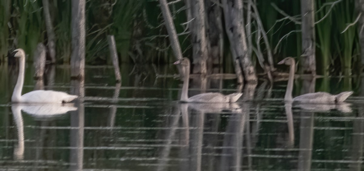 eBird Checklist - 27 Aug 2023 - Brighton Provincial Wildlife Area - 7 ...