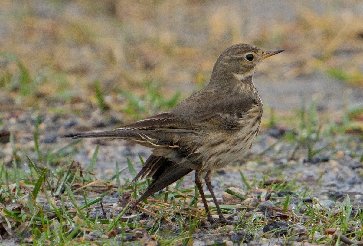 eBird Checklist - 13 Jan 2024 - Snake Den Farm - 31 species