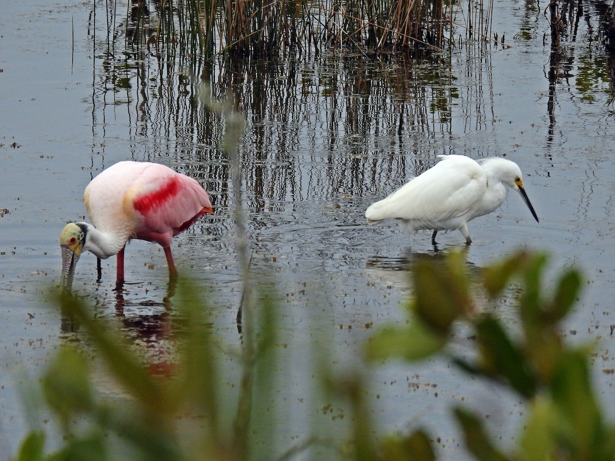 ML613468444 - Snowy Egret - Macaulay Library
