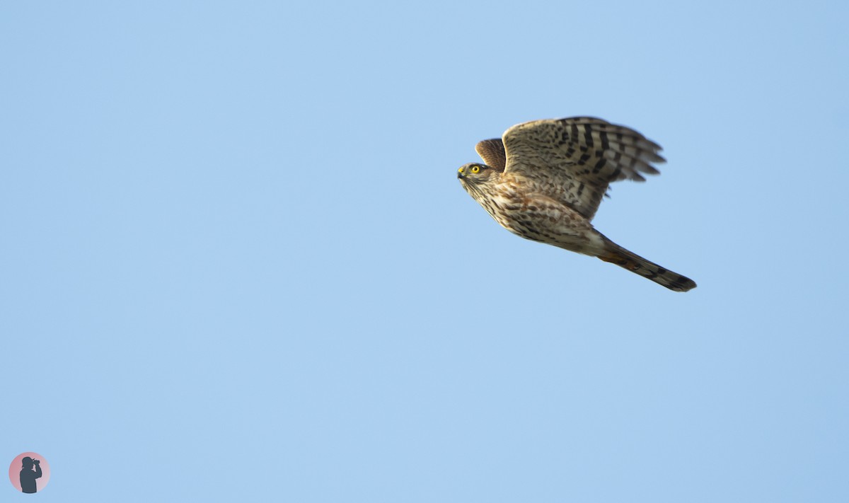 eBird Checklist - 13 Jan 2024 - Atlantic Sugar Mill - 32 species