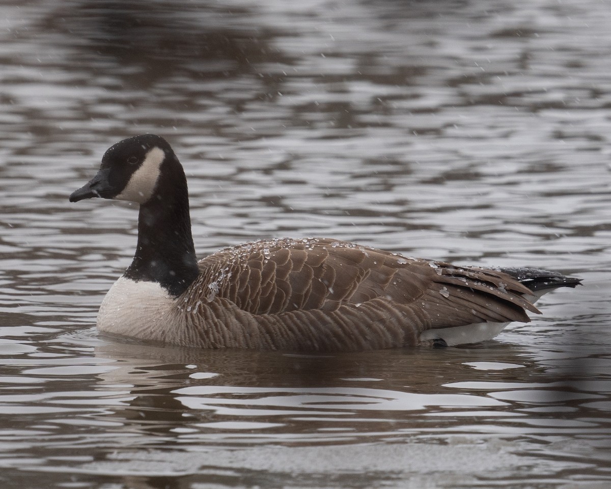 ML613472661 - Cackling Goose - Macaulay Library
