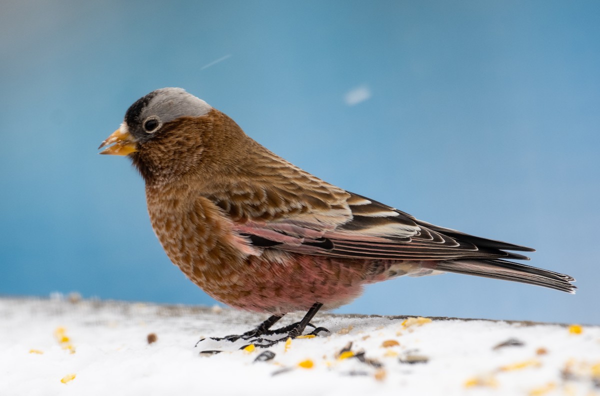 eBird Checklist - 13 Jan 2024 - Theiler Drive, Tomahawk, Wisconsin, US ...