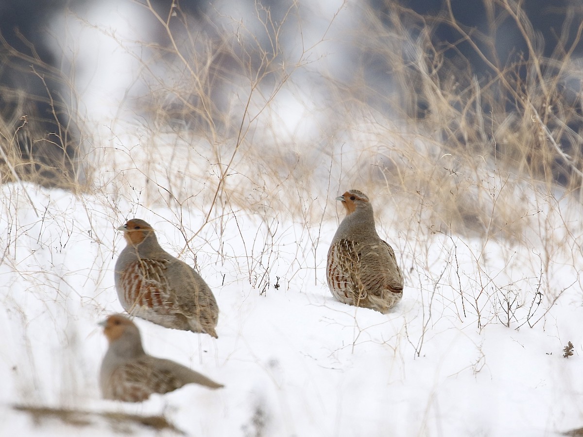 eBird Checklist - 13 Jan 2024 - Grays Corner Rd, Imbler US-OR 45.44728 ...