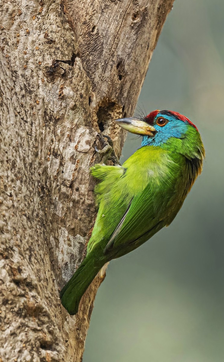 eBird Checklist - 11 Jan 2024 - Indian Institute of Technology (IIT ...